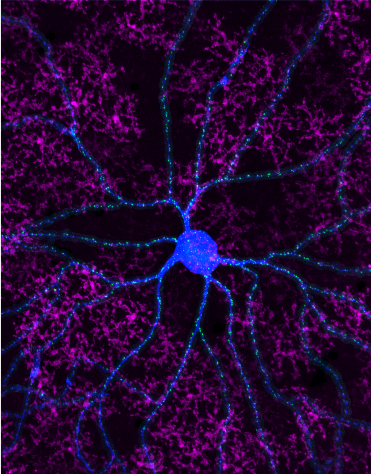 2015 in Scientific Imagery - News Center