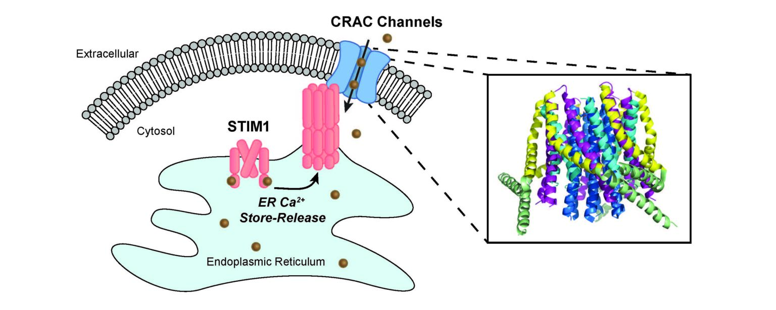 Understanding How Calcium Channels Open and Close - News Center