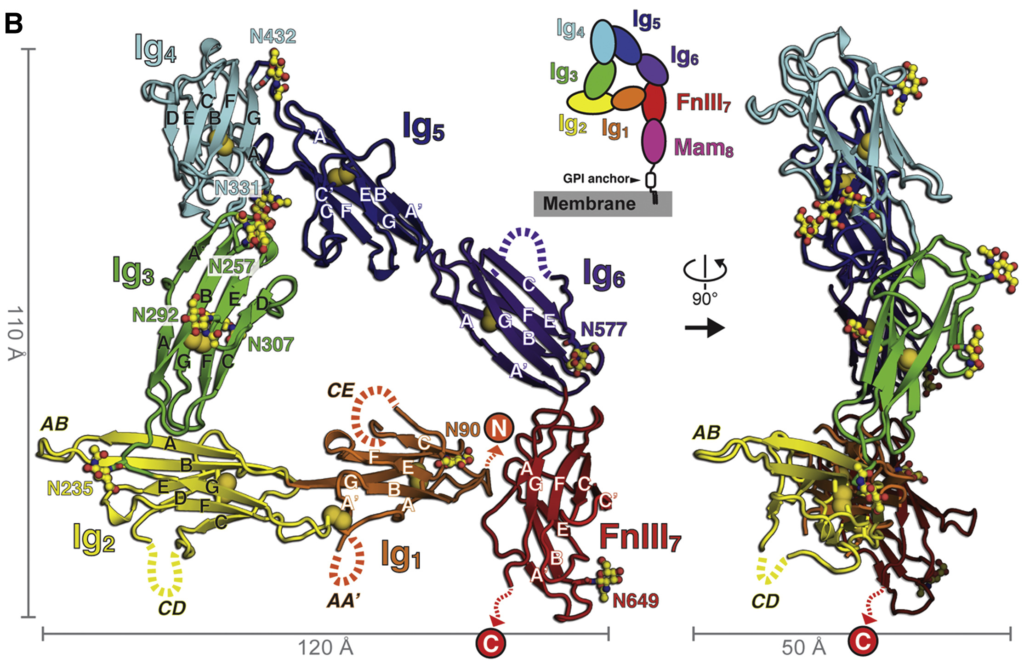 Crystal Structures Reveal How Abnormal Protein Interactions Impair ...