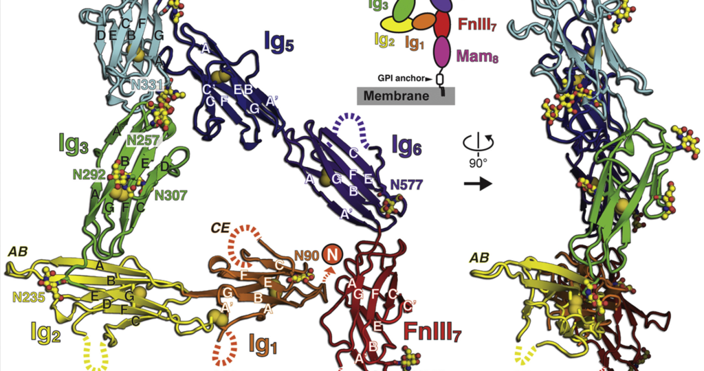 Crystal Structures Reveal How Abnormal Protein Interactions Impair ...