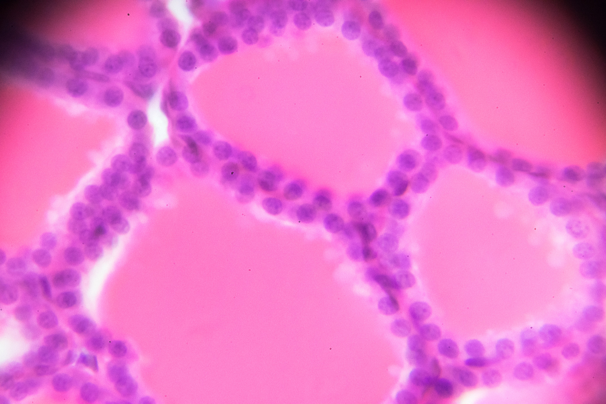 Understanding Structures That Hold Cells Together News Center