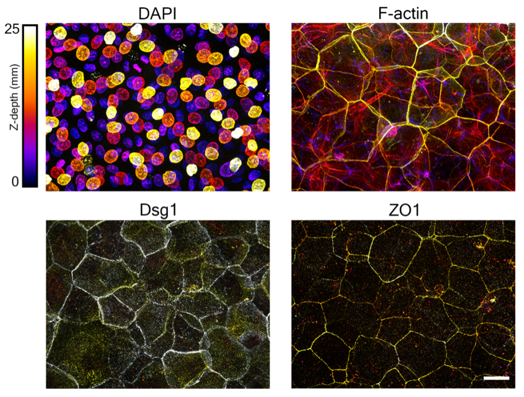 Uncovering Cellular Mechanisms Driving Epidermal Form and Function ...