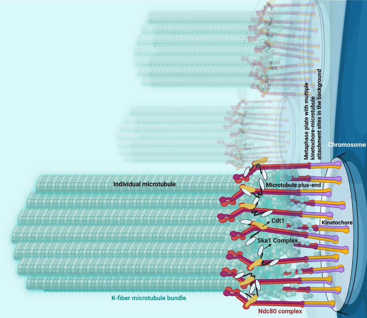 Lo studio identifica nuovi meccanismi che portano all'instabilità genomica