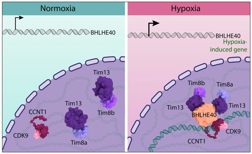 Intracellular Mechanisms Promote Tumor Survival During Hypoxia - News ...